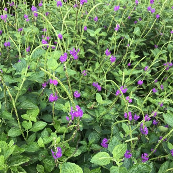 Stachytarpheta jamaicensis | Blue porterweed - Green Cover Initiative