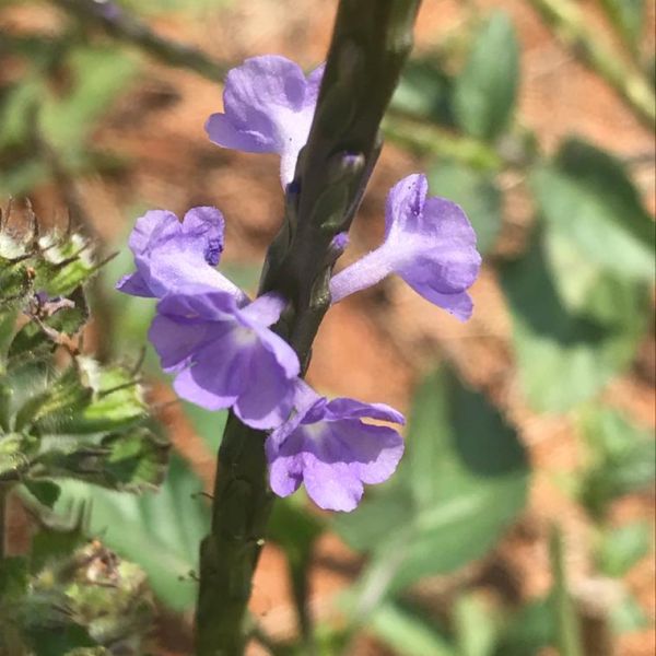 Stachytarpheta jamaicensis | Blue porterweed - Green Cover Initiative