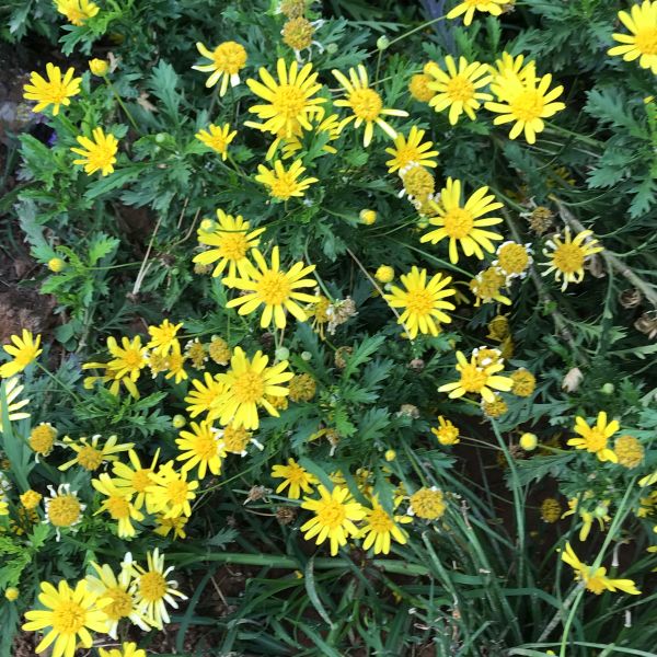 Euryops chrysanthemoides | Bush daisy - Green Cover Initiative