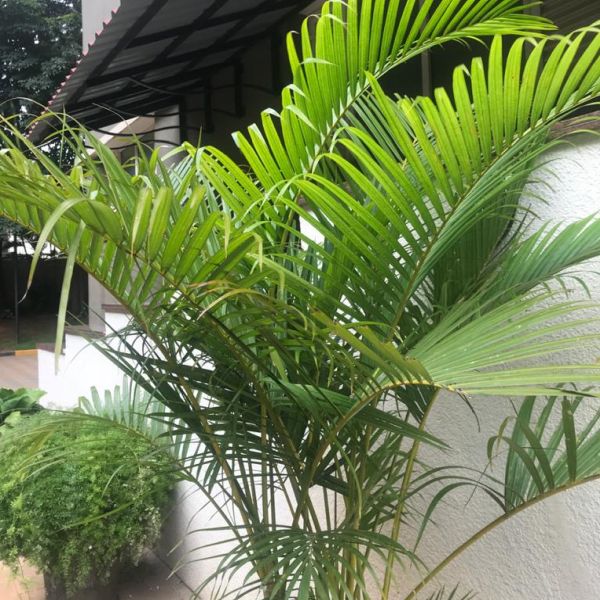 Dypsis Lutescens | Areca palm | Butterfly palm | Yellow palm | Golden ...