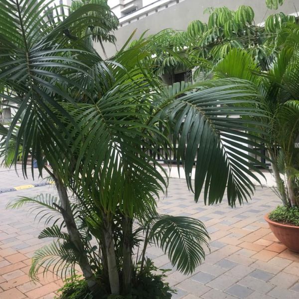 Dypsis Lutescens | Areca palm | Butterfly palm | Yellow palm | Golden ...