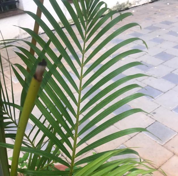 Dypsis Lutescens | Areca palm | Butterfly palm | Yellow palm | Golden ...