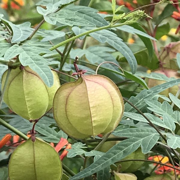 Cardiospermum halicacabum | Balloon vine - Green Cover Initiative
