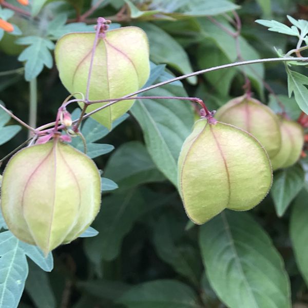 Cardiospermum halicacabum | Balloon vine - Green Cover Initiative