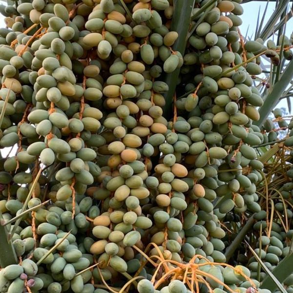 Phoenix dactylifera | Date palm | Date - Green Cover Initiative
