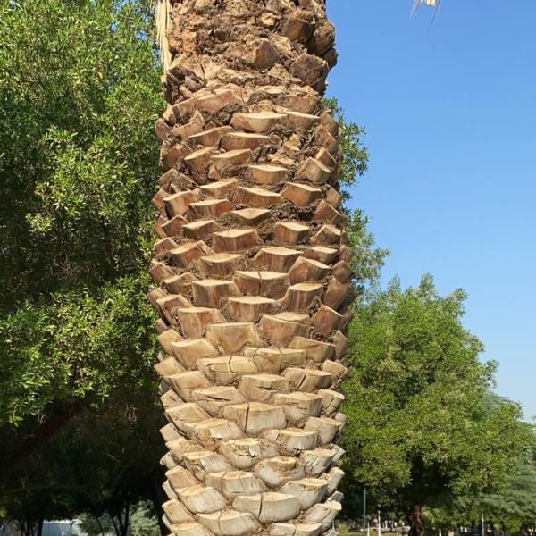 Phoenix dactylifera | Date palm | Date - Green Cover Initiative