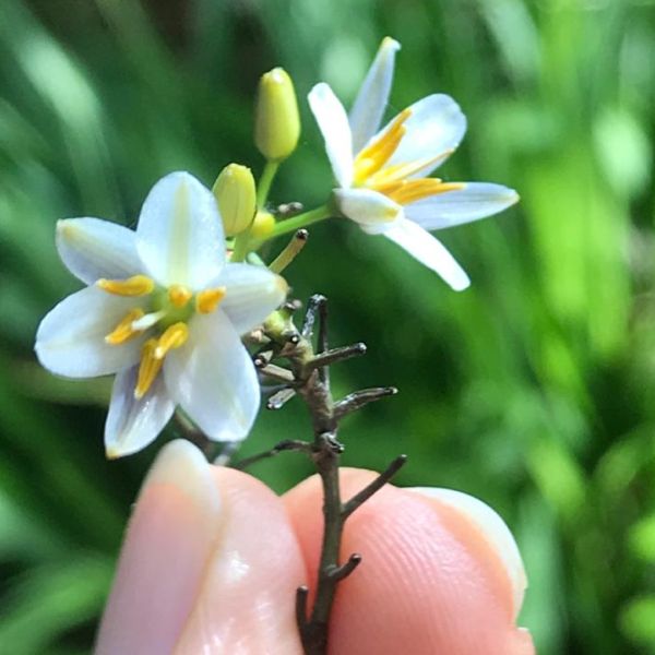 Dianella ensifolia | Dianella lily - Flowering plants - Green Cover ...