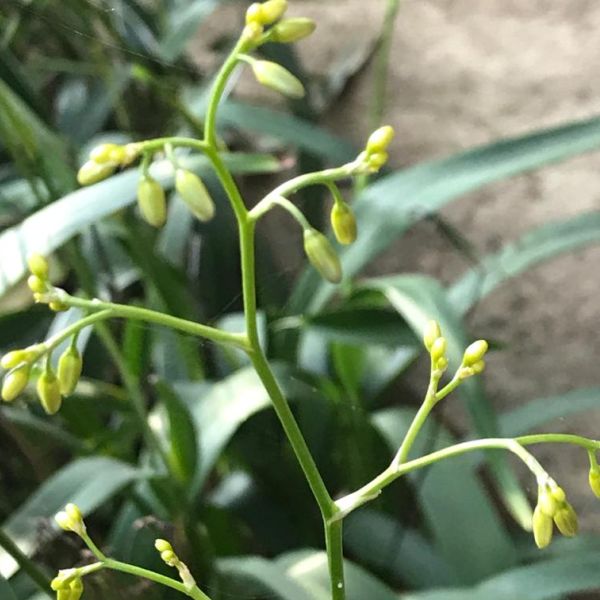 Dianella ensifolia | Dianella lily - Flowering plants - Green Cover ...