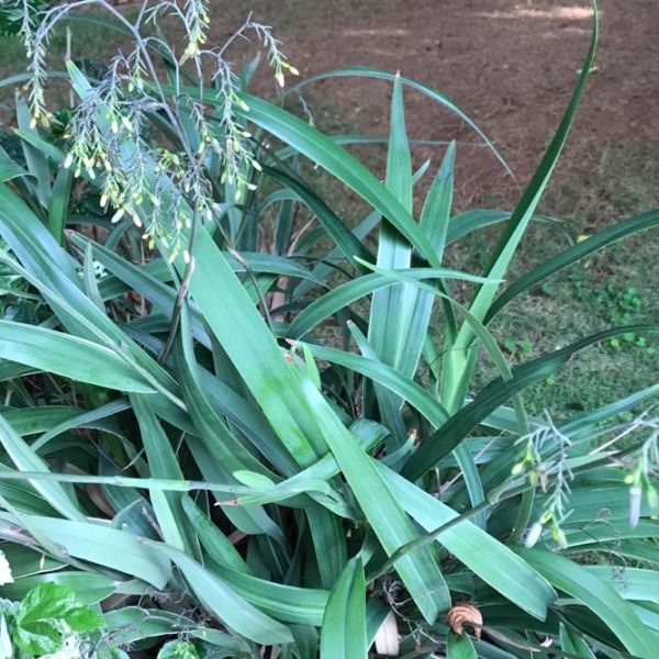 Dianella ensifolia | Dianella lily - Flowering plants - Green Cover ...