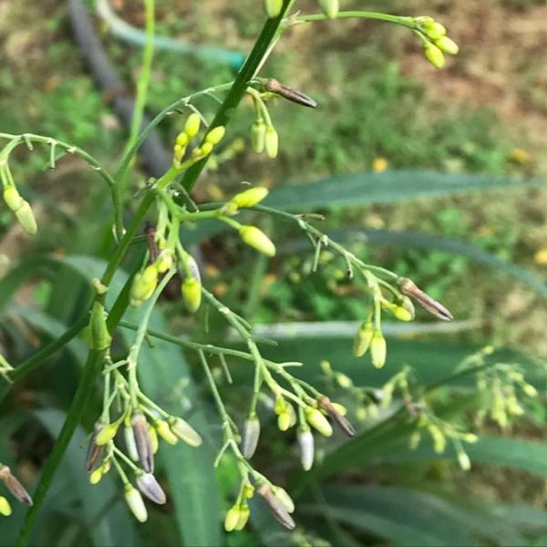 Dianella ensifolia | Dianella lily - Flowering plants - Green Cover ...