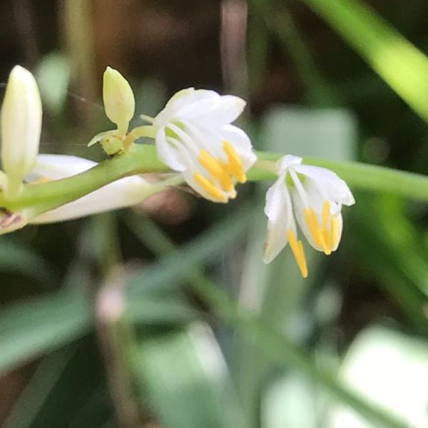 Dianella ensifolia | Dianella lily - Flowering plants - Green Cover ...