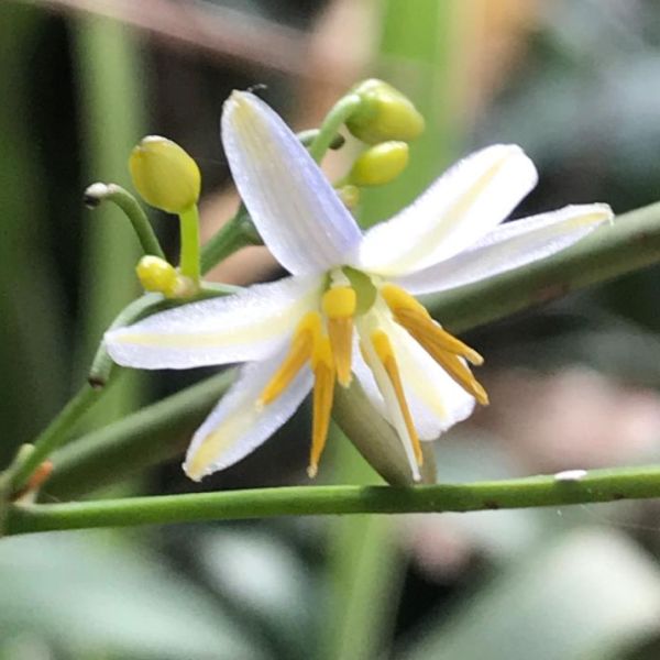 Dianella ensifolia | Dianella lily - Flowering plants - Green Cover ...
