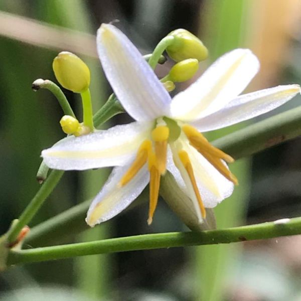 Dianella ensifolia | Dianella lily - Flowering plants - Green Cover ...