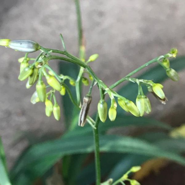 Dianella ensifolia | Dianella lily - Flowering plants - Green Cover ...