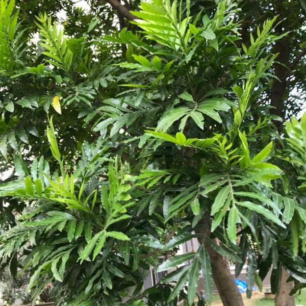 Filicium decipiens | Fern tree - Tree catalog from Green Cover Initiative