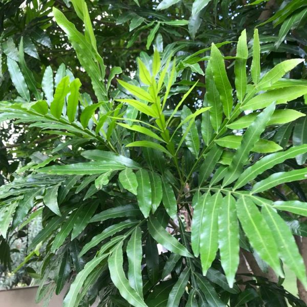 Filicium decipiens | Fern tree - Tree catalog from Green Cover Initiative