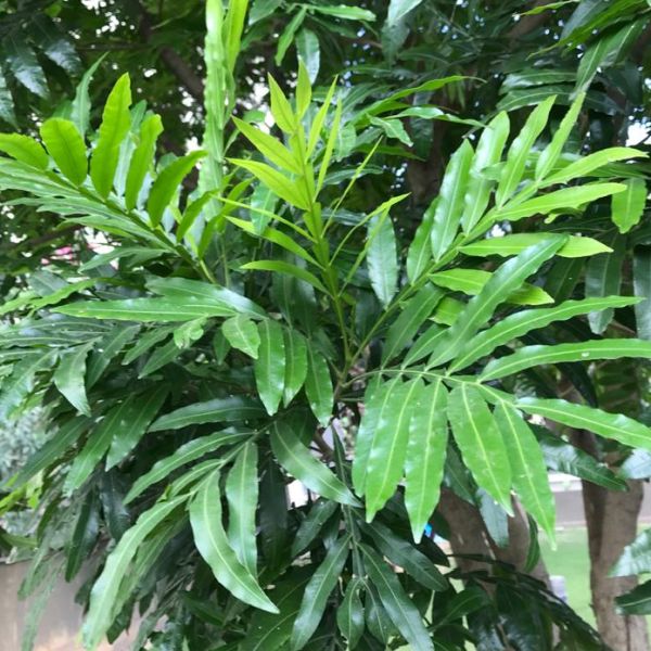 Filicium decipiens | Fern tree - Tree catalog from Green Cover Initiative
