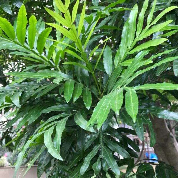 Filicium decipiens | Fern tree - Tree catalog from Green Cover Initiative