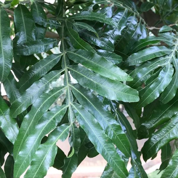 Filicium decipiens | Fern tree - Tree catalog from Green Cover Initiative