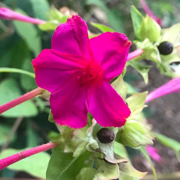 Mirabilis Jalapa | Four o'clock flower | Marvel of Peru – Green Catalog