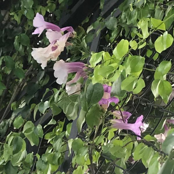 Mansoa alliacea | Garlic vine | Garlic plant - Green Cover Initiative