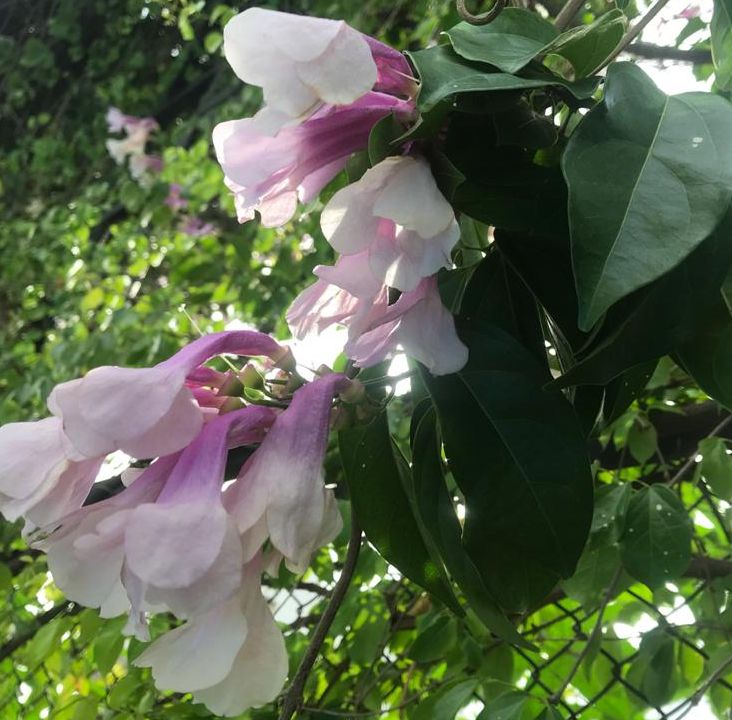 Mansoa alliacea | Garlic vine | Garlic plant - Green Cover Initiative