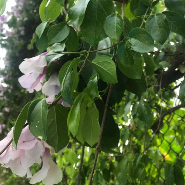 Mansoa alliacea | Garlic vine | Garlic plant - Green Cover Initiative