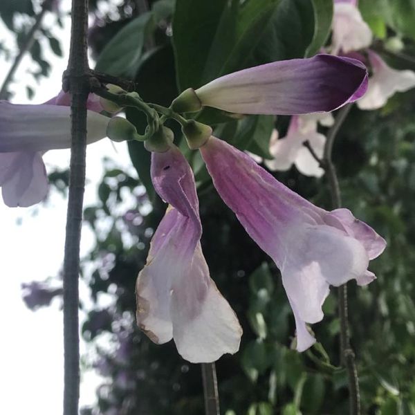 Mansoa alliacea | Garlic vine | Garlic plant - Green Cover Initiative