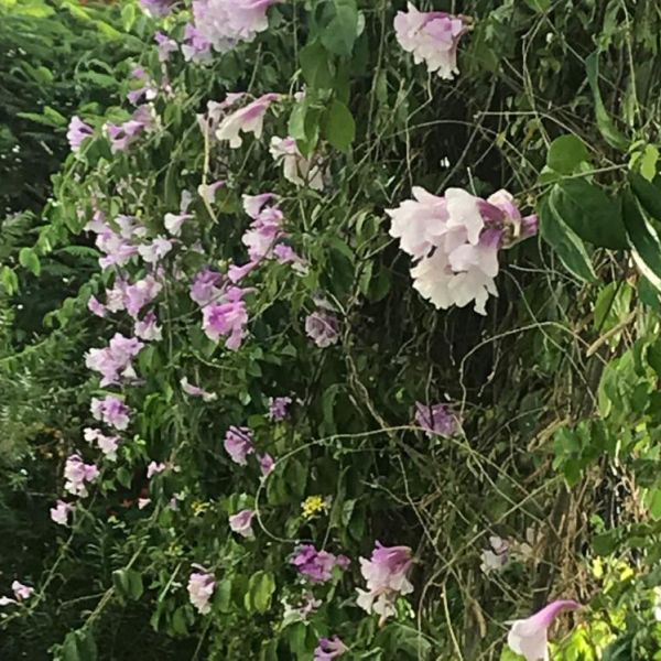 Mansoa alliacea | Garlic vine | Garlic plant - Green Cover Initiative