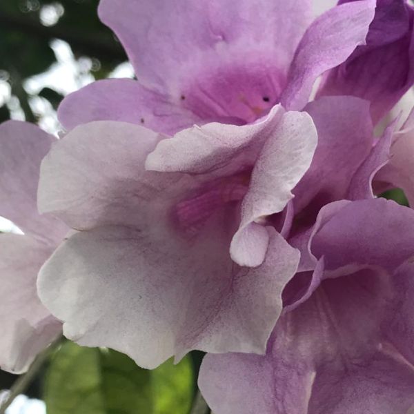 Mansoa alliacea | Garlic vine | Garlic plant - Green Cover Initiative