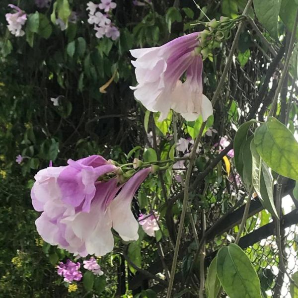 Mansoa alliacea | Garlic vine | Garlic plant - Green Cover Initiative