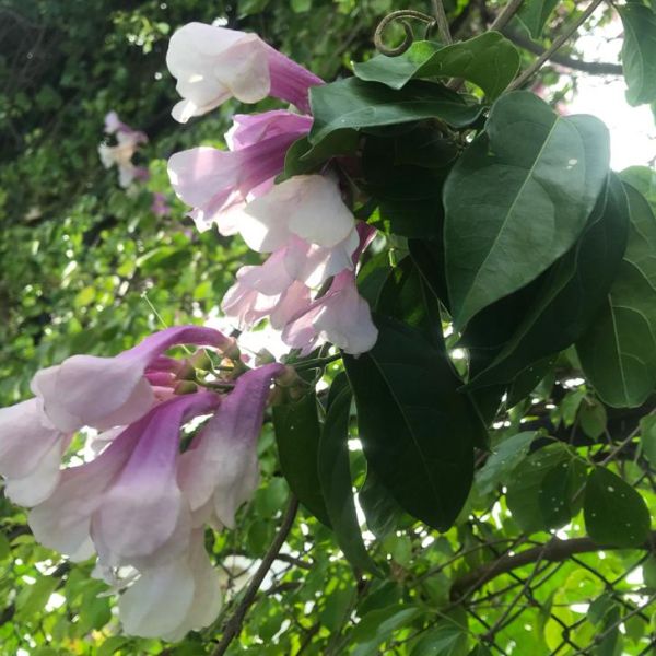 Mansoa alliacea | Garlic vine | Garlic plant - Green Cover Initiative