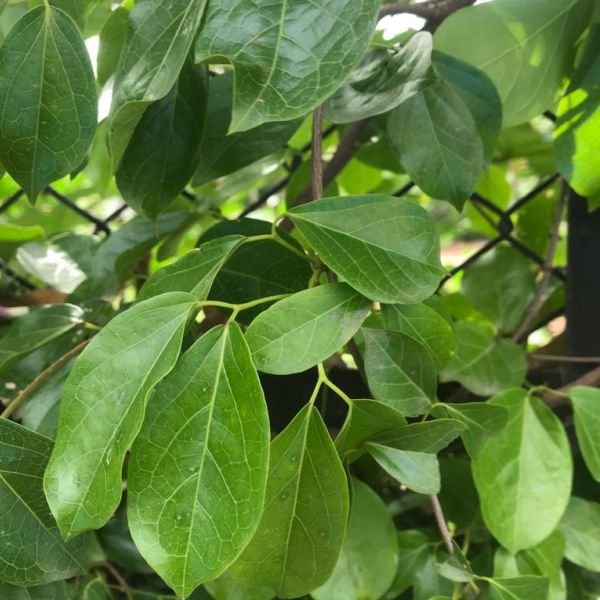 Mansoa alliacea | Garlic vine | Garlic plant - Green Cover Initiative