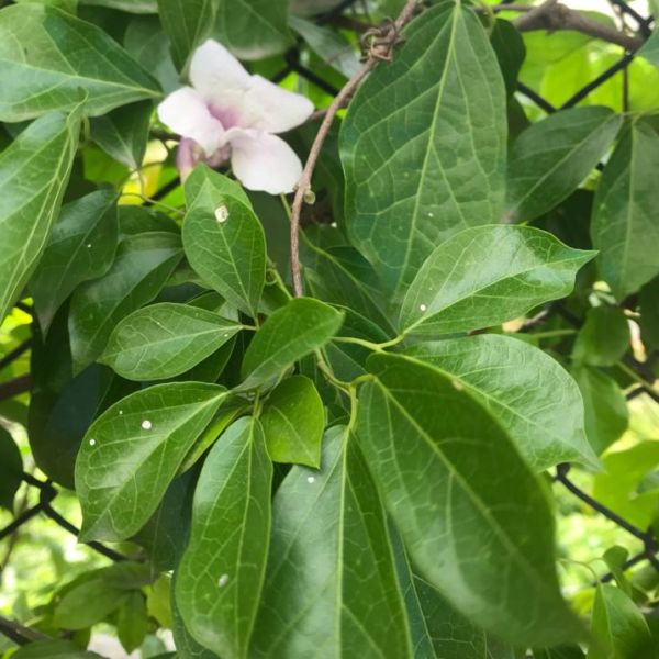 Mansoa alliacea | Garlic vine | Garlic plant - Green Cover Initiative