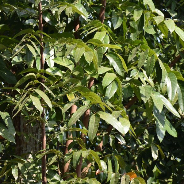Swietenia mahagoni | Mahogany - Indian Trees - Green Cover Initiative