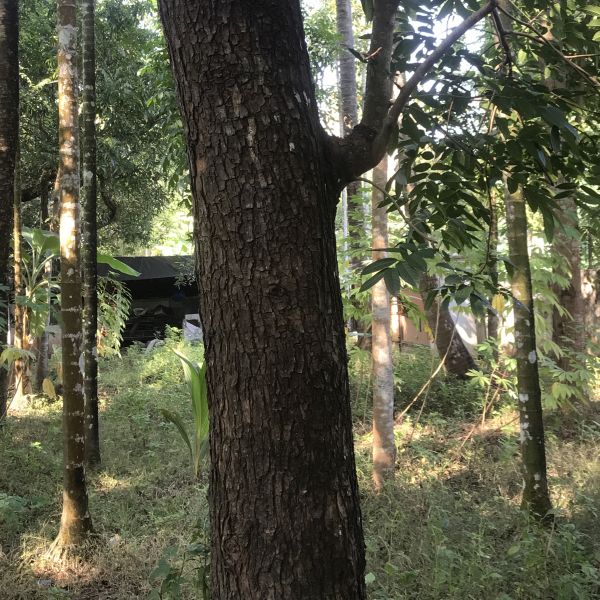 Swietenia mahagoni | Mahogany - Indian Trees - Green Cover Initiative