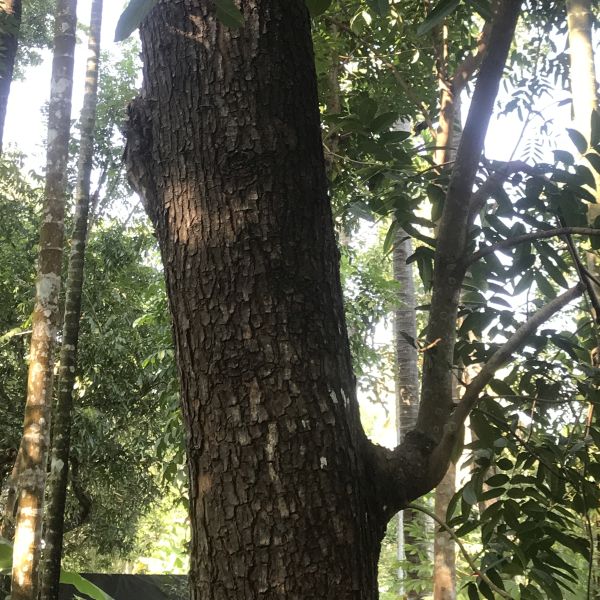 Swietenia mahagoni | Mahogany - Indian Trees - Green Cover Initiative