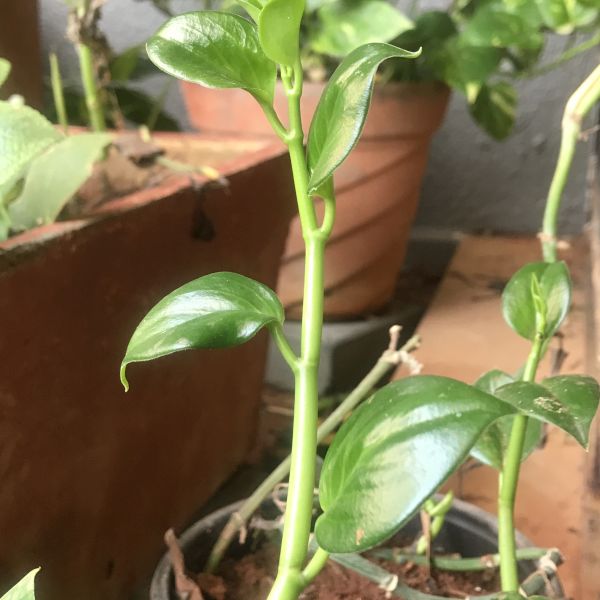 Peperomia scandens | Piper peperomia - Green Cover Initiative