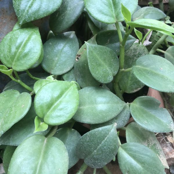 Peperomia scandens | Piper peperomia - Green Cover Initiative