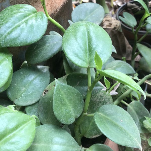 Peperomia scandens | Piper peperomia - Green Cover Initiative