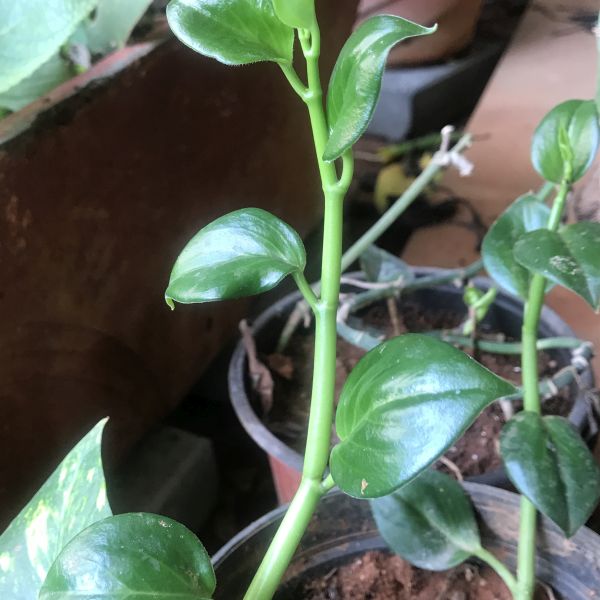 Peperomia scandens | Piper peperomia - Green Cover Initiative