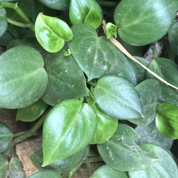 Peperomia scandens | Piper peperomia - Green Cover Initiative