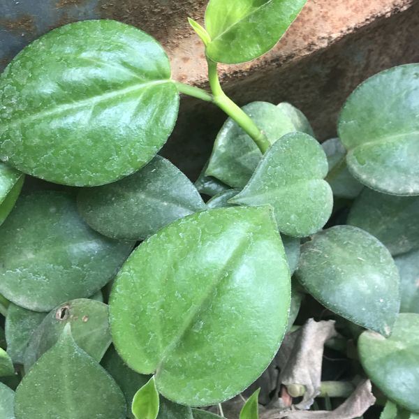 Peperomia scandens | Piper peperomia - Green Cover Initiative