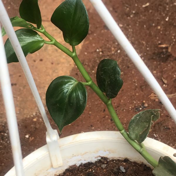 Peperomia scandens | Piper peperomia - Green Cover Initiative