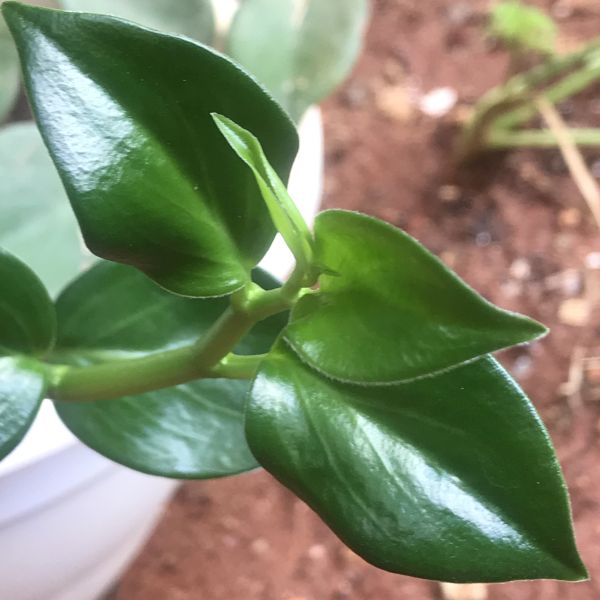 Peperomia scandens | Piper peperomia - Green Cover Initiative