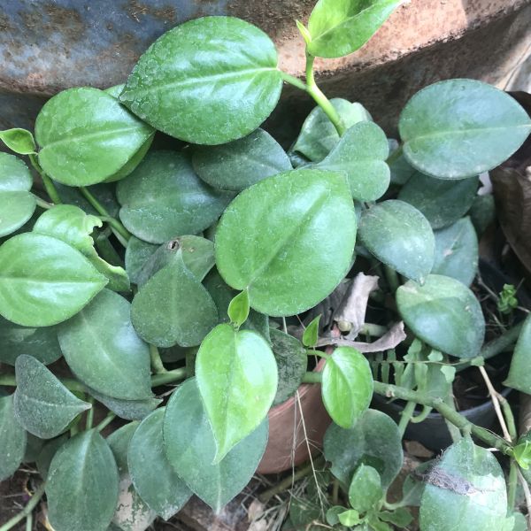 Peperomia scandens | Piper peperomia - Green Cover Initiative