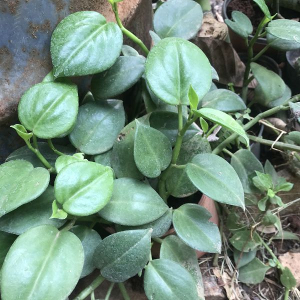 Peperomia scandens | Piper peperomia - Green Cover Initiative
