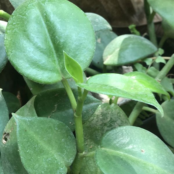 Peperomia scandens | Piper peperomia - Green Cover Initiative