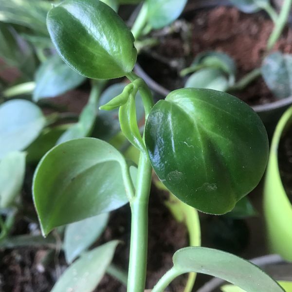 Peperomia scandens | Piper peperomia - Green Cover Initiative