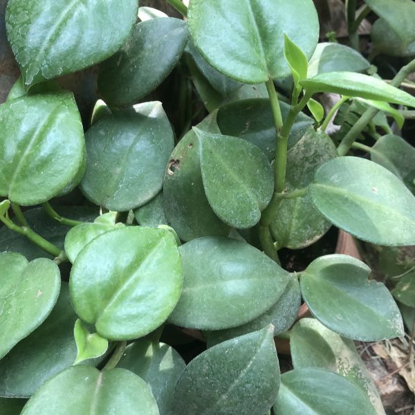 Peperomia scandens | Piper peperomia - Green Cover Initiative